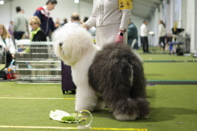 Meet the 2024 Westminster Best Junior, Octavia Stensen