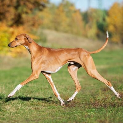 Rescue Network A Breeds – American Kennel Club