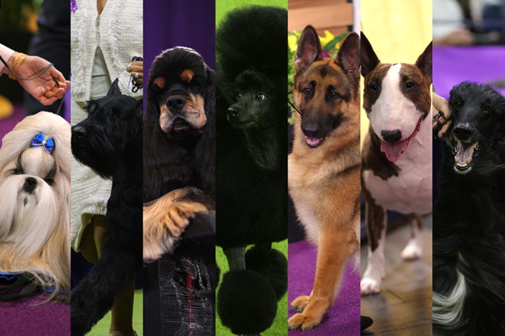 Meet the 2024 Westminster Group Winners