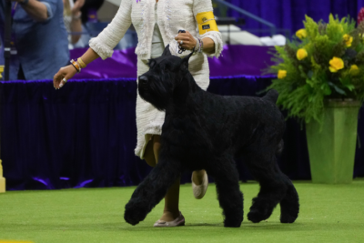 Meet the 2024 Westminster Group Winners