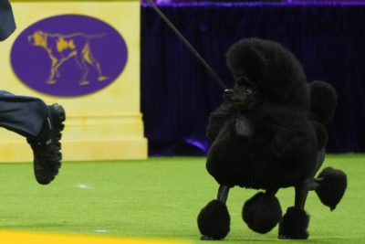 Poodle History: From Water Retriever to Versatile Companion