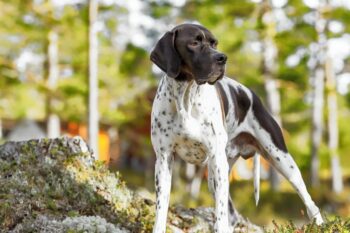 Pointer Breed History: Where the Breed Originated