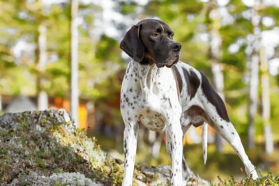 Pointer Breed History: Where the Breed Originated