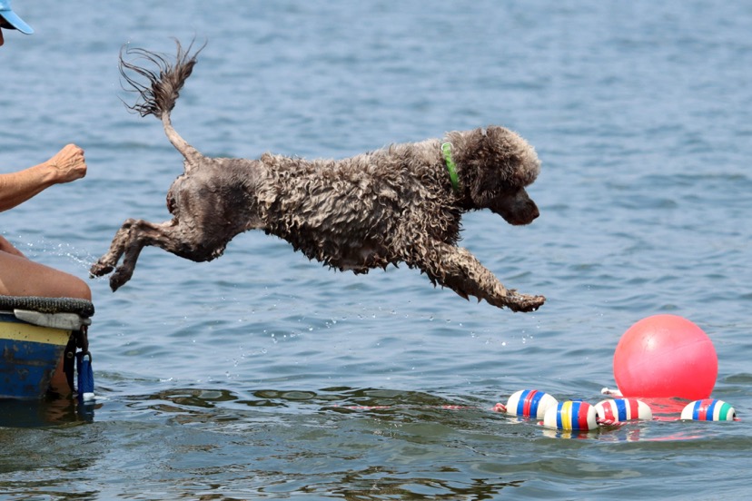 AKC Breeder Spotlight: Mary-Kay Schroeder of Bayswater Portuguese Water ...