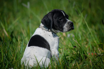 Pointer Breed History: Where the Breed Originated
