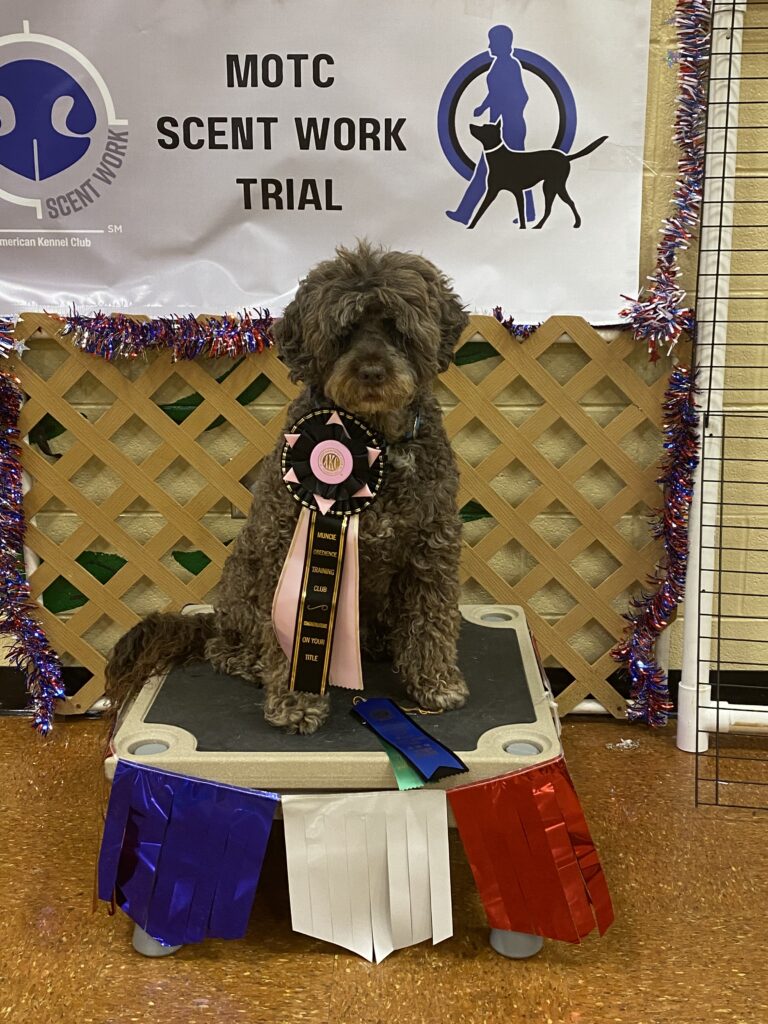 AKC Breeder Spotlight: Mary-Kay Schroeder of Bayswater Portuguese Water ...