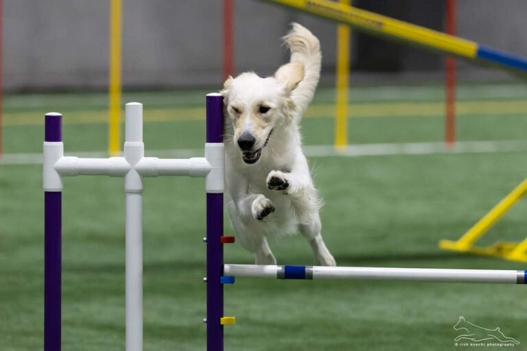 Dog Breeding & Mating: How to Breed & Mate Dogs