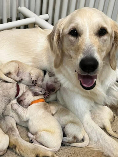 Keeping Mom in Shape – How Much Exercise Do Pregnant Bitches Need? – American Kennel Club