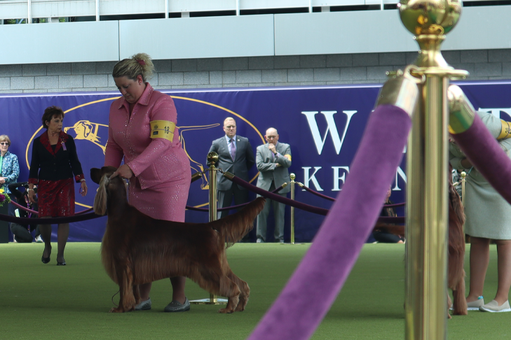 From Show Ring to an Engagement Ring at Westminster