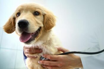 Vaginitis in Dogs: Signs, Symptoms, and Treatments