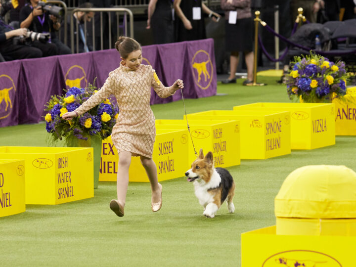 AKC Junior Showmanship: Developing Handling and Sportsmanship Skills ...