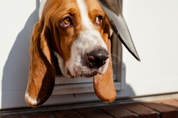 Ectropion in Dogs: Signs, Symptoms, and Treatement