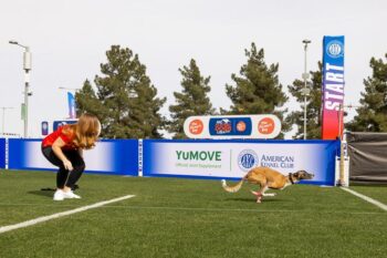 Where Did The Sport of Fast CAT Originate? The History of Fast CAT