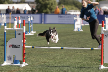 Dog Sports & Agility Competitions: Canine Sport & Obedience