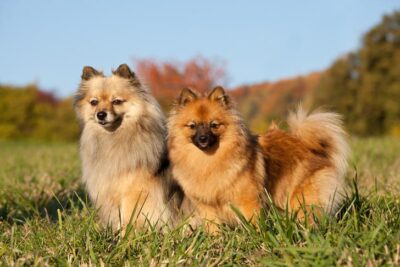 Facts About the German Spitz That You May Not Know