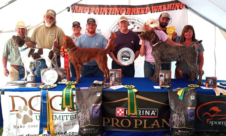 AKC Gun Dog Championships – American Kennel Club