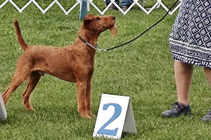 'Griffin' the Irish Terrier Doubles as AKC Rally, Conformation Competitor