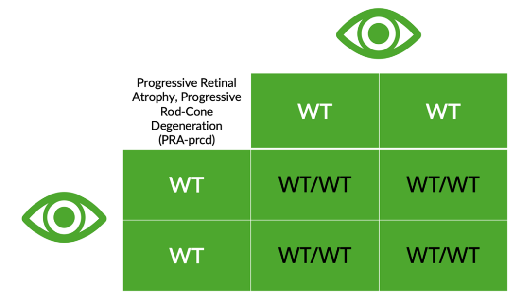 Understanding Autosomal Recessive Conditions in Dogs – American Kennel Club