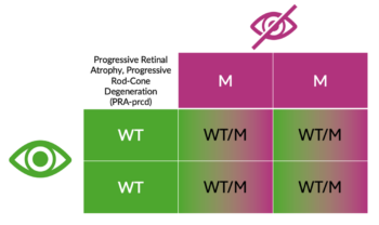 Understanding Autosomal Recessive Conditions in Dogs – American Kennel Club