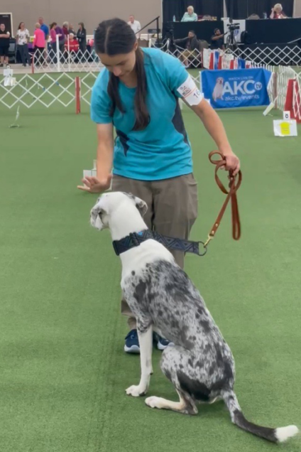 AKC Rally Team Uses Hand Signals for Deaf Dog 'Callie'