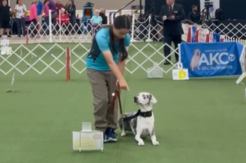 Dog Sports & Agility Competitions: Canine Sport & Obedience