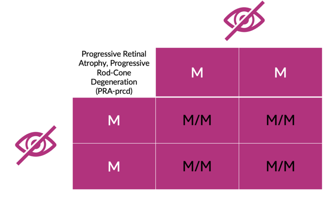 Understanding Autosomal Recessive Conditions in Dogs – American Kennel Club