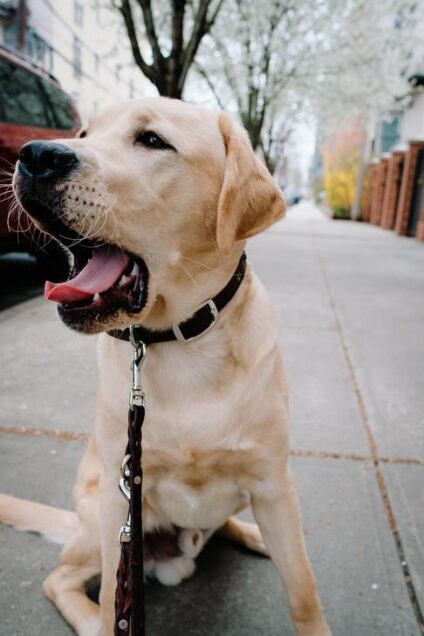 Albuterol for Dogs: Uses, Side Effects, and Dangers