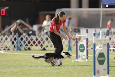 Dog Agility Training Guides,Tips & Benefits