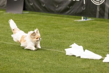 You've Started, What's Next? How to Get More Involved in Fast CAT