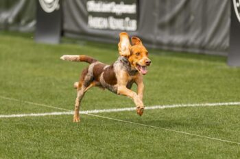 You've Started, What's Next? How to Get More Involved in Fast CAT