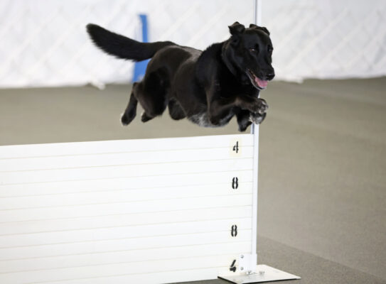 This Lost Dog Found Her Way to an OTCH – American Kennel Club