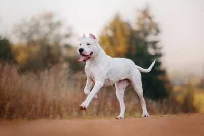 Working Dogs: Meet 32 Purposely-Bred Dog Breeds