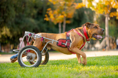 Mobility Devices for Dogs: Does Your Dog Need One? How to Choose