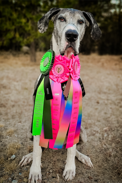 Meet Great Dane Tobi: a Diving Dog with Nine Lives