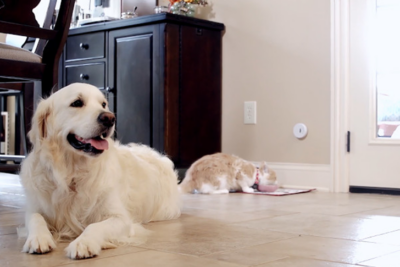 How Invisible Fences Can Be Beneficial for Multi-Pet Households