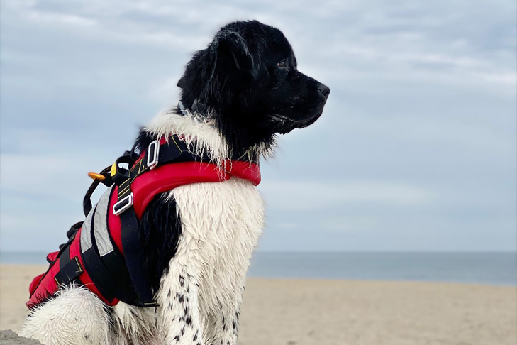 Newfoundland Oakley Was a Once-in-a-Lifetime Water Rescue Dog
