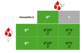 Understanding Sex-Linked Inheritance in Dogs: A Guide for Breeders ...