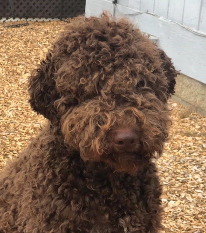 Breeder Spotlight: Elizabeth Williams of Wilhaven Lagotto Romagnolo ...