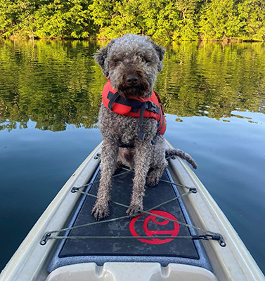Breeder Spotlight: Elizabeth Williams of Wilhaven Lagotto Romagnolo ...