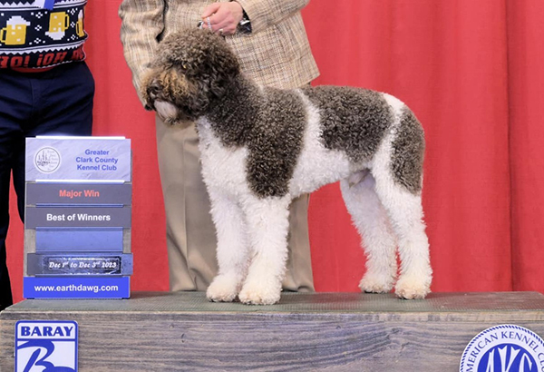 Breeder Spotlight: Elizabeth Williams of Wilhaven Lagotto Romagnolo ...