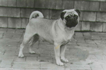 Pug History: Where the Breed Originated