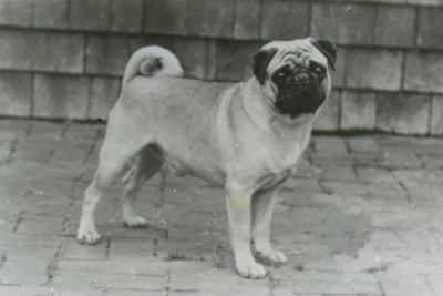 Pug History: Where the Breed Originated