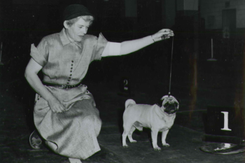 Pug History: Where the Breed Originated