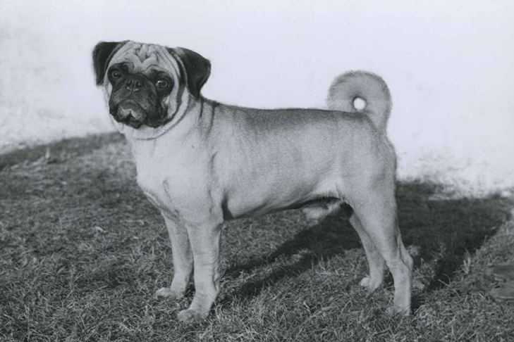 Pug History: Where the Breed Originated