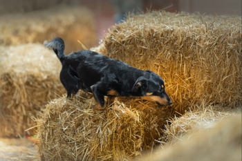 What Is Barn Hunt? Here's How to Get Started With Your Dog