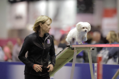 16-Year-Old Maltese Competes at AKC Agility Invitational