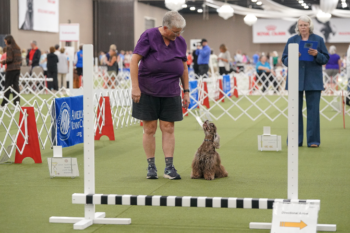 Dog Sports & Agility Competitions: Canine Sport & Obedience