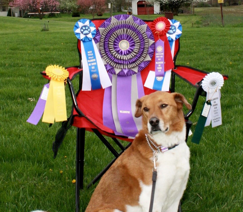 Good Luck to AADs Competing in the First AKC RACH Invitational ...