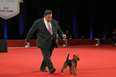 Meet the Group Winners of the 2024 AKC National Championship