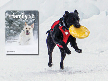 Family Dog – American Kennel Club